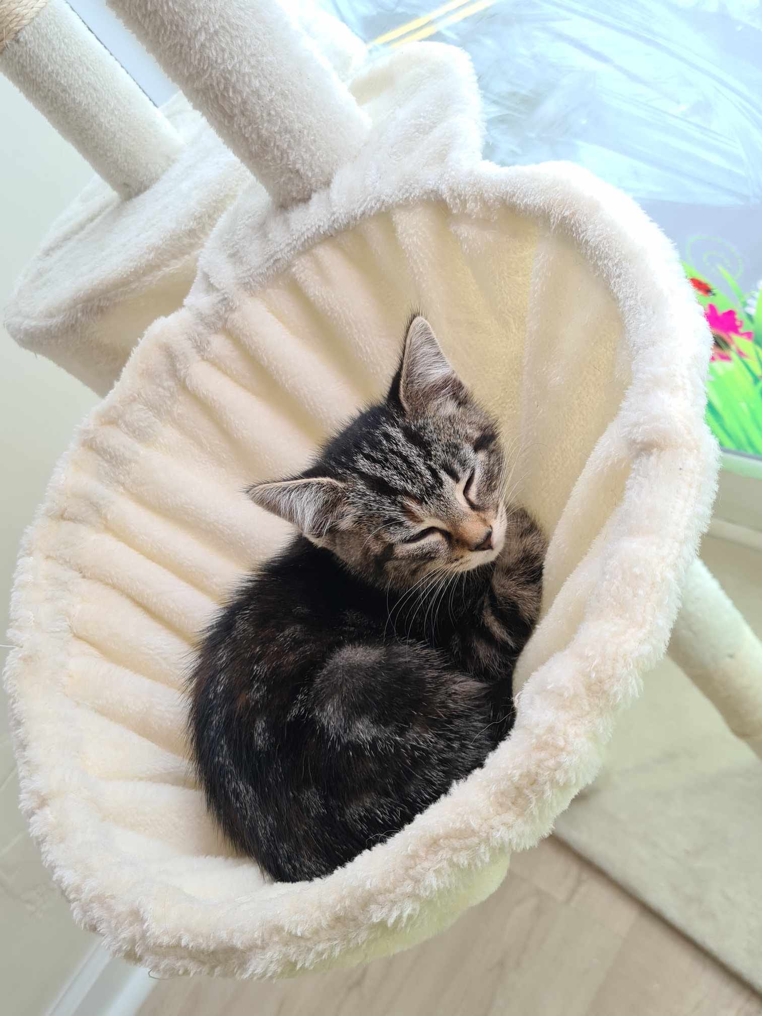 The Kit-Tea Cafe – Falkirk’s first and only Cat Cafe