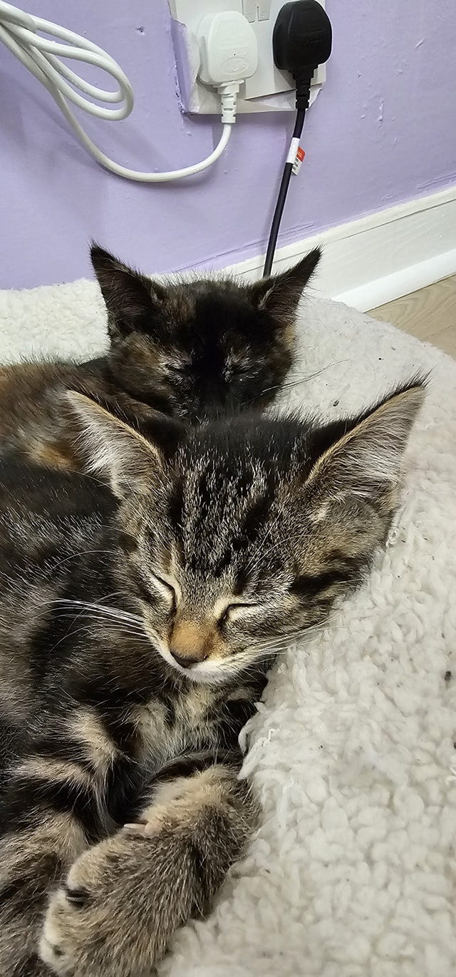 About Us – The Kit-Tea Cafe