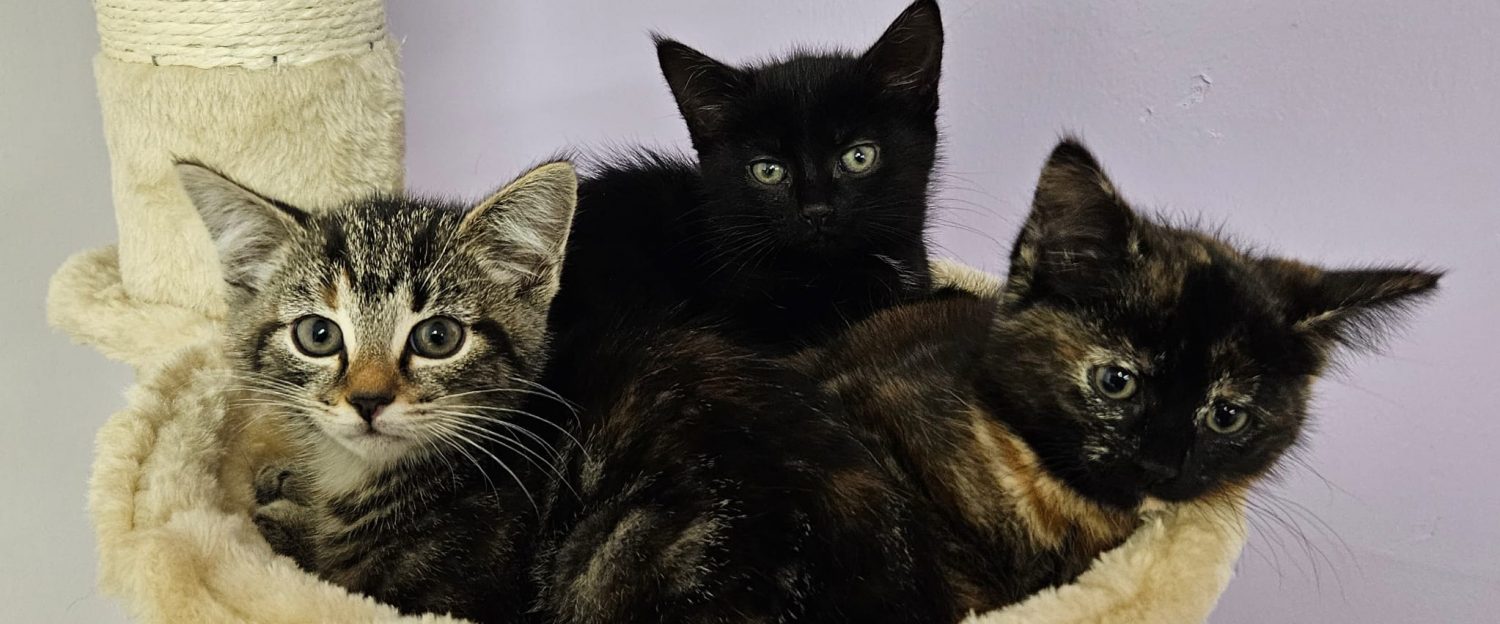 The Kit-Tea Cafe – Falkirk’s first and only Cat Cafe