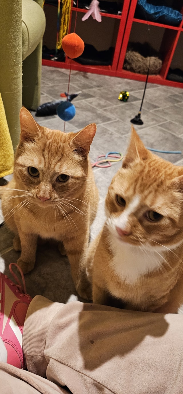 The Kit-Tea Cafe – Falkirk’s first and only Cat Cafe