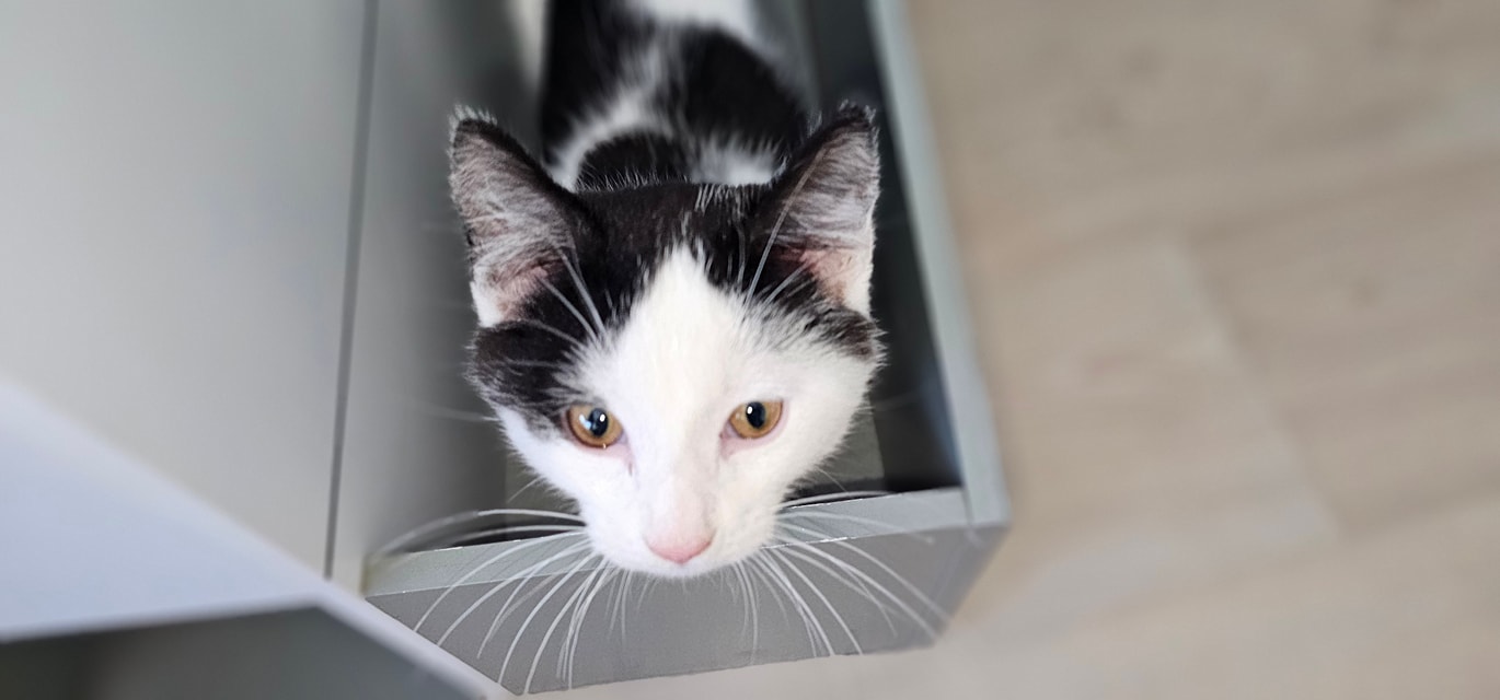 The Kit-Tea Cafe – Falkirk’s first and only Cat Cafe